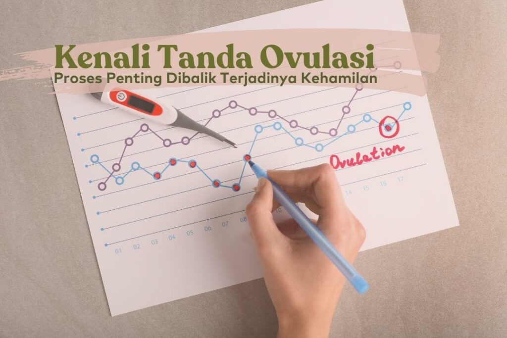 Mengenal Ovulasi: Kunci Masa Subur dan Peluang Kehamilan