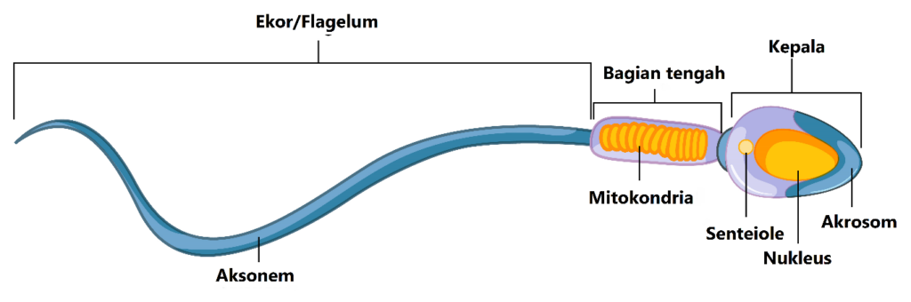 Asthenozoospermia - Saat Sperma Kurang Lincah Bergerak