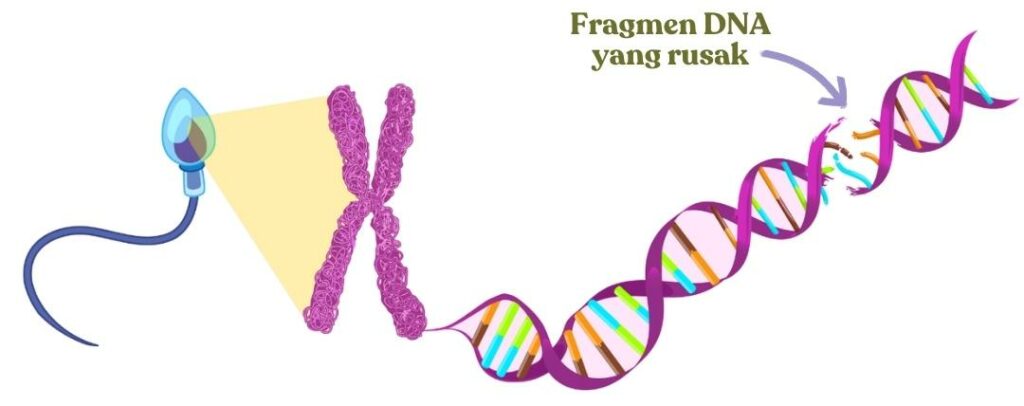 DNA Fragmentation Index (DFI) - Pengertian & Fungsinya