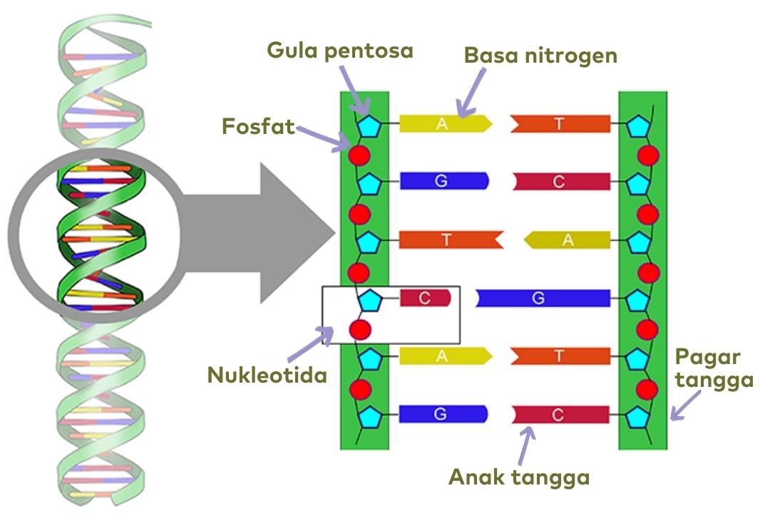 DNA Fragmentation Index (DFI) - Pengertian & Fungsinya