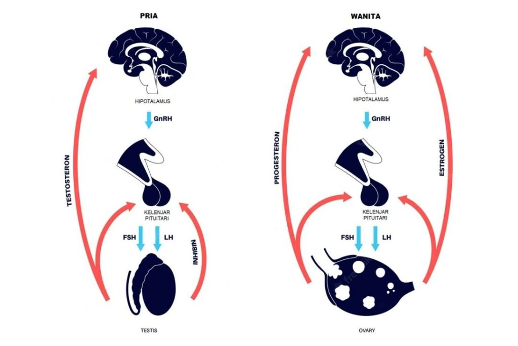 Fungsi Hormon FSH - Follicle Stimulating Hormone