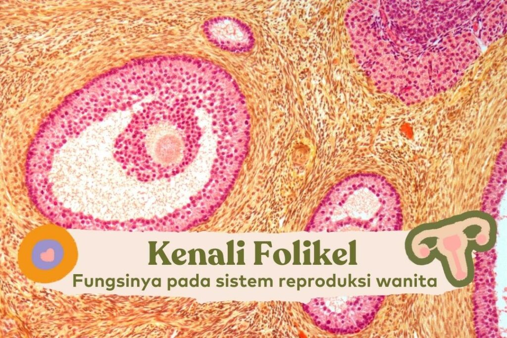 Folikel - Fungsinya Pada Sistem Reproduksi Wanita