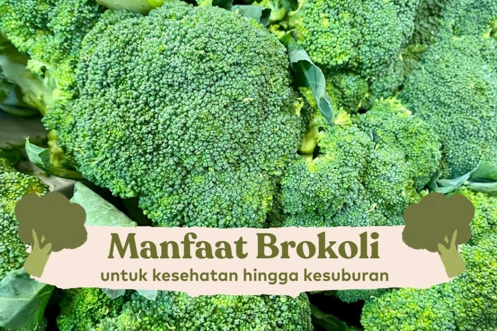 7 Manfaat Brokoli untuk Kesehatan & Kesuburan