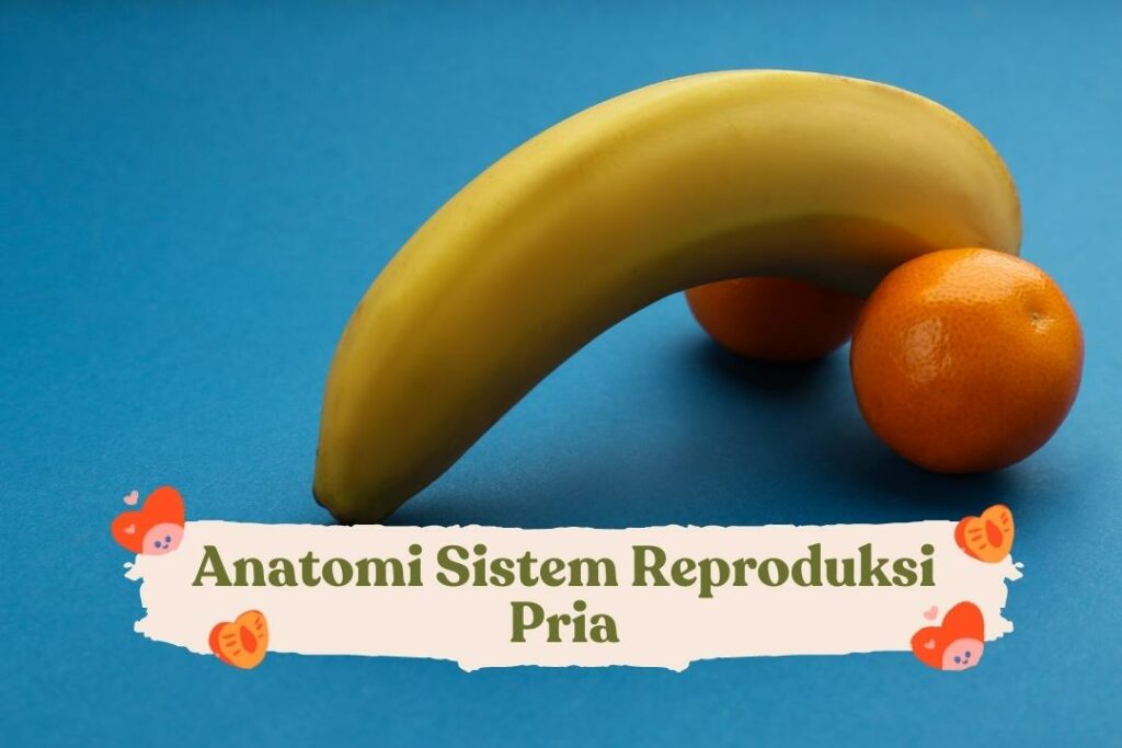 Sistem Reproduksi Pria - Bocah Indonesia