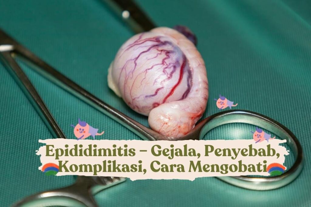 Epididimitis Gejala Penyebab Komplikasi Cara Mengobati