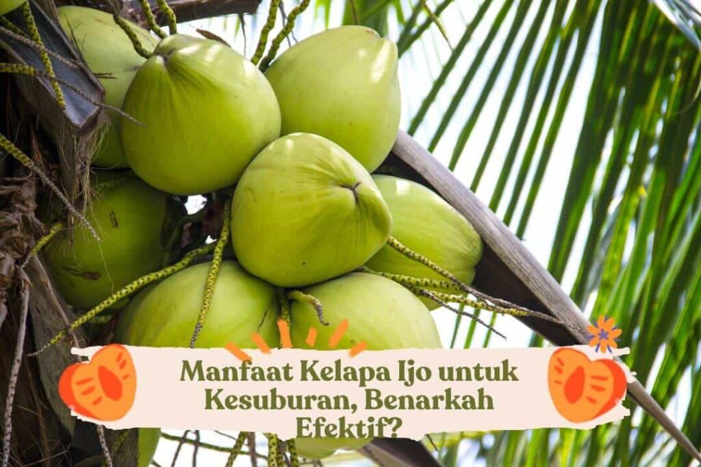 Manfaat Kelapa Ijo untuk Kesuburan, Benarkah Efektif?