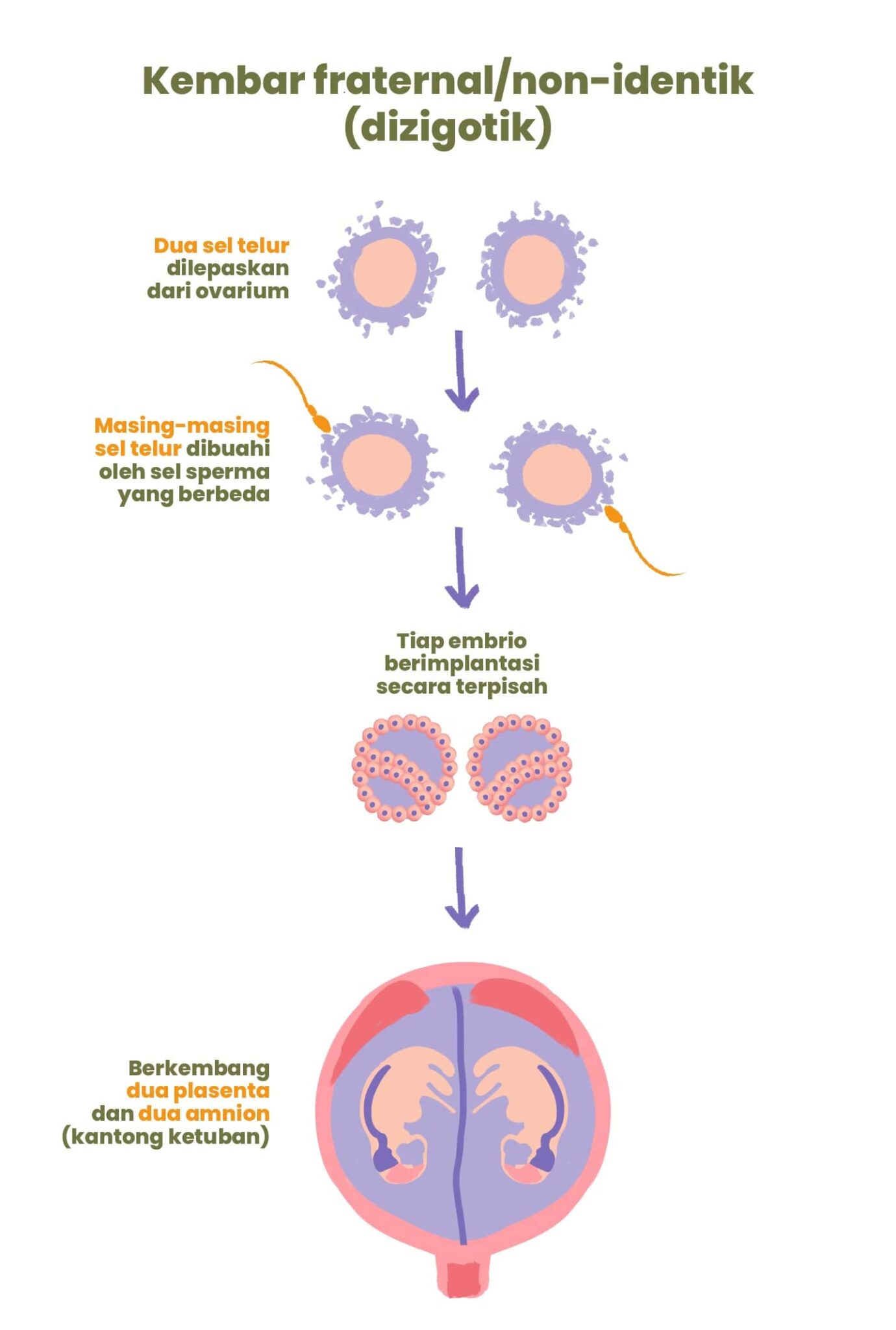 Apa itu Zigot? Pengertian dan Prosesnya - Bocah Indonesia