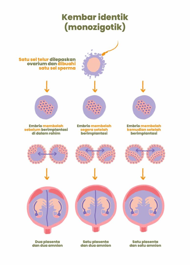 Apa itu Zigot? Pengertian dan Prosesnya - Bocah Indonesia