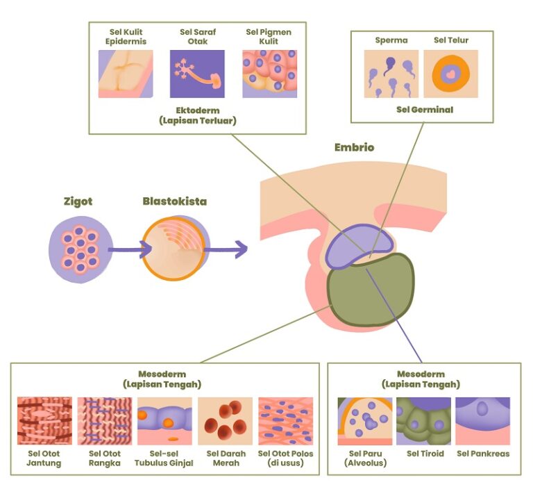 Apa itu Organogenesis dan Bagaimana Prosesnya
