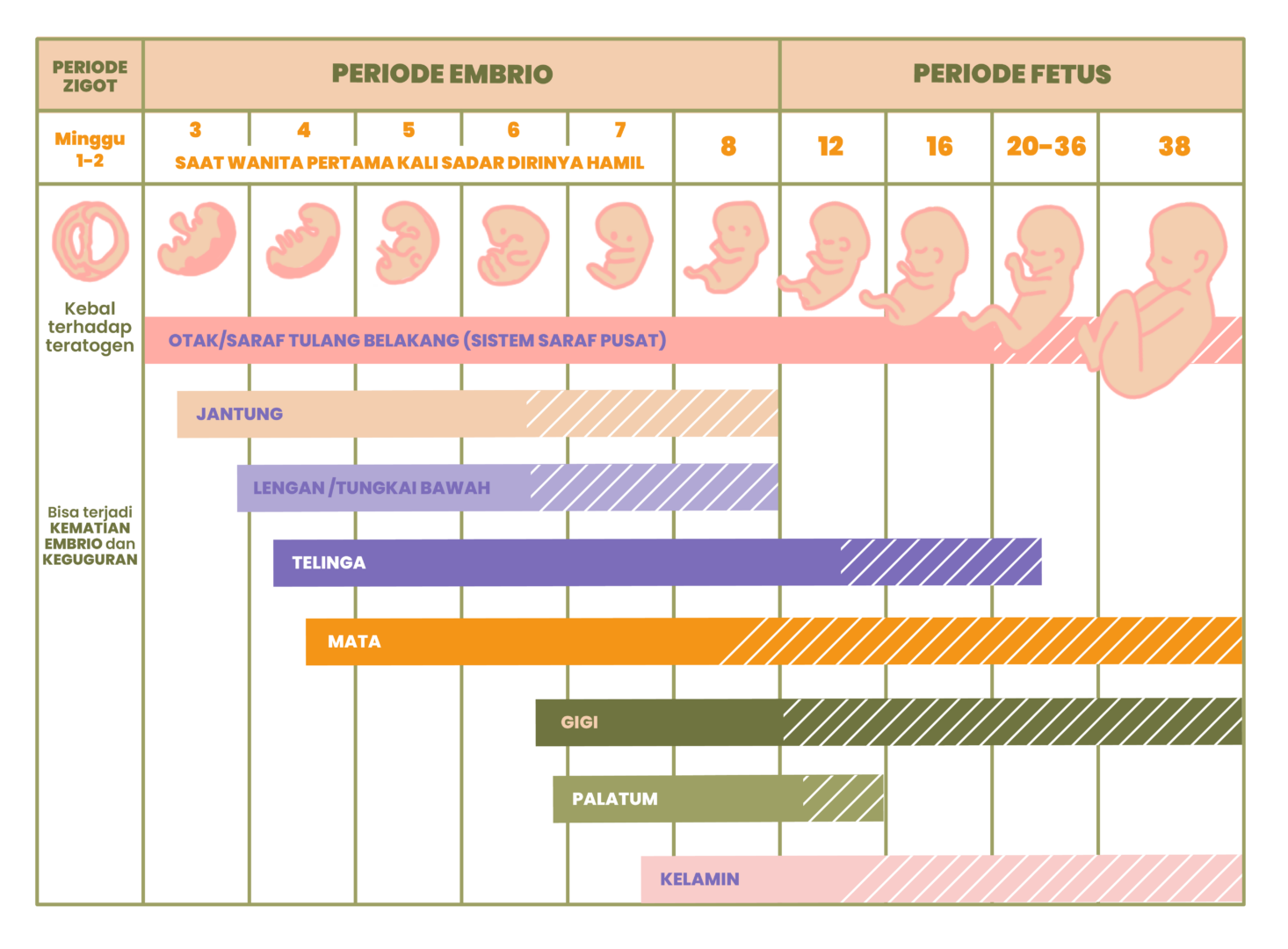 Apa itu Organogenesis dan Bagaimana Prosesnya