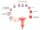 Apa itu Organogenesis dan Bagaimana Prosesnya