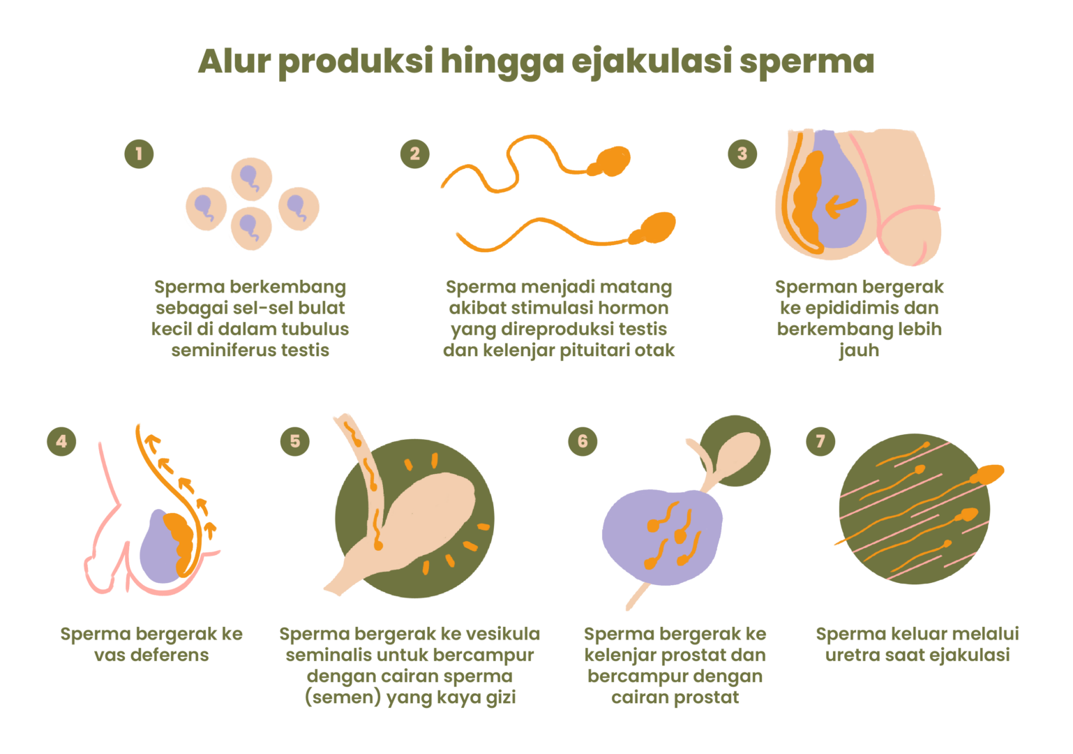 Mengetahui Cara Membedakan Sperma Subur atauTidak