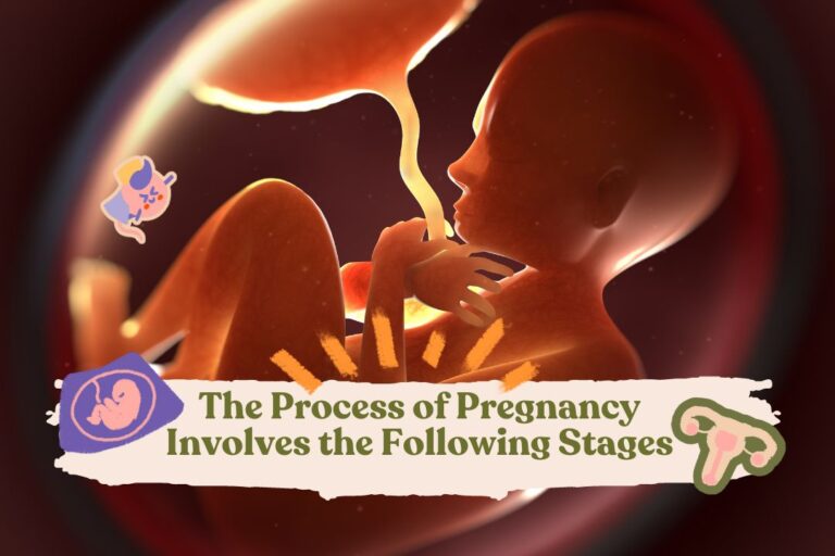 3-Month Pregnancy Fetal Development & Formed Organs