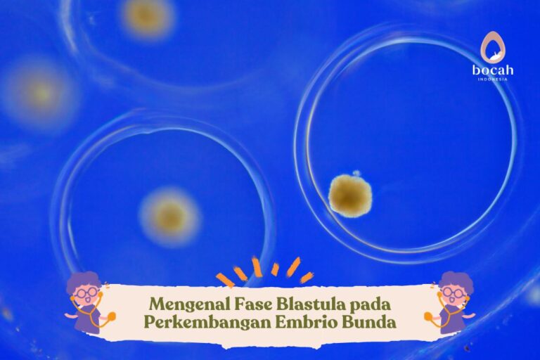 Fase Blastula pada Perkembangan Embrio Bunda