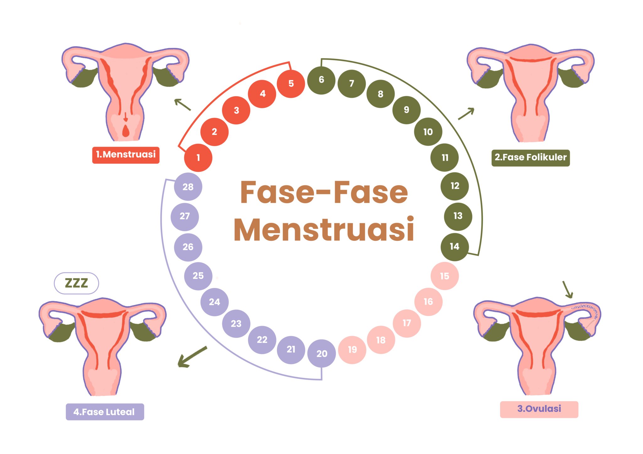 Mengenal Fase Menstruasi pada Wanita